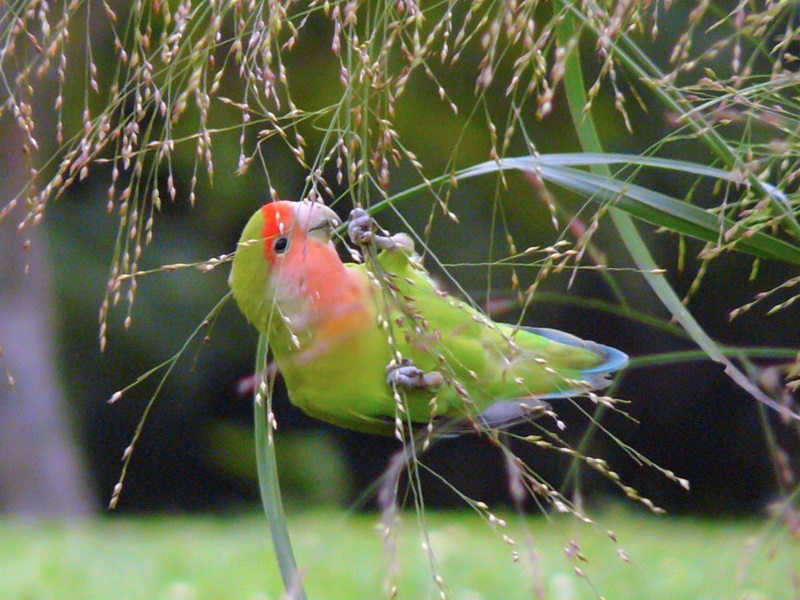 Vẹt Lovebird phổ biến và cách chăm sóc hiệu quả